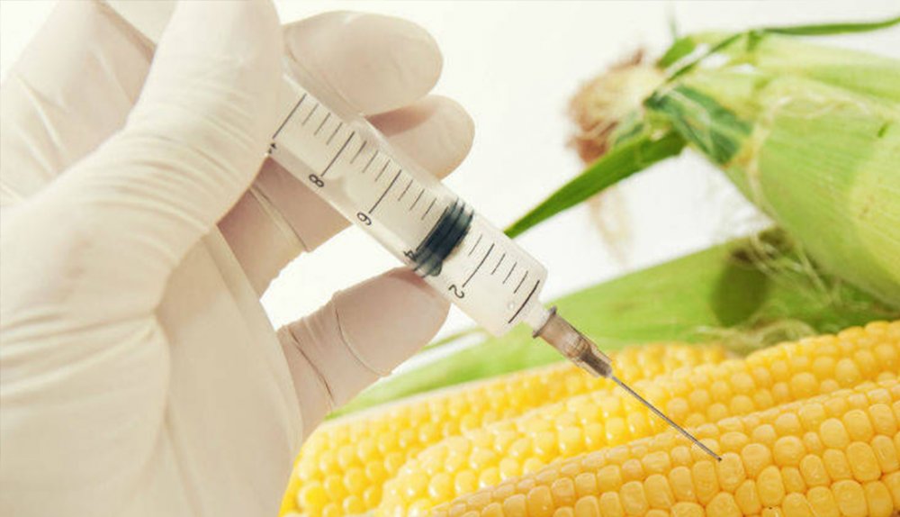 Colombia entra en la ola de producir semillas transgénicas | Productos ...