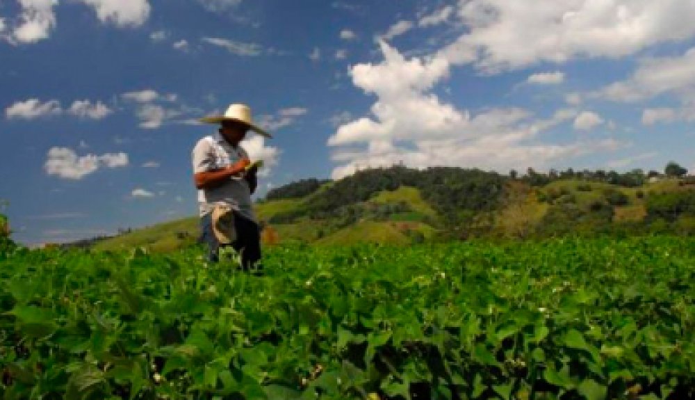 Linea De Tiempo Sector Agrario Colombia Agricultura A